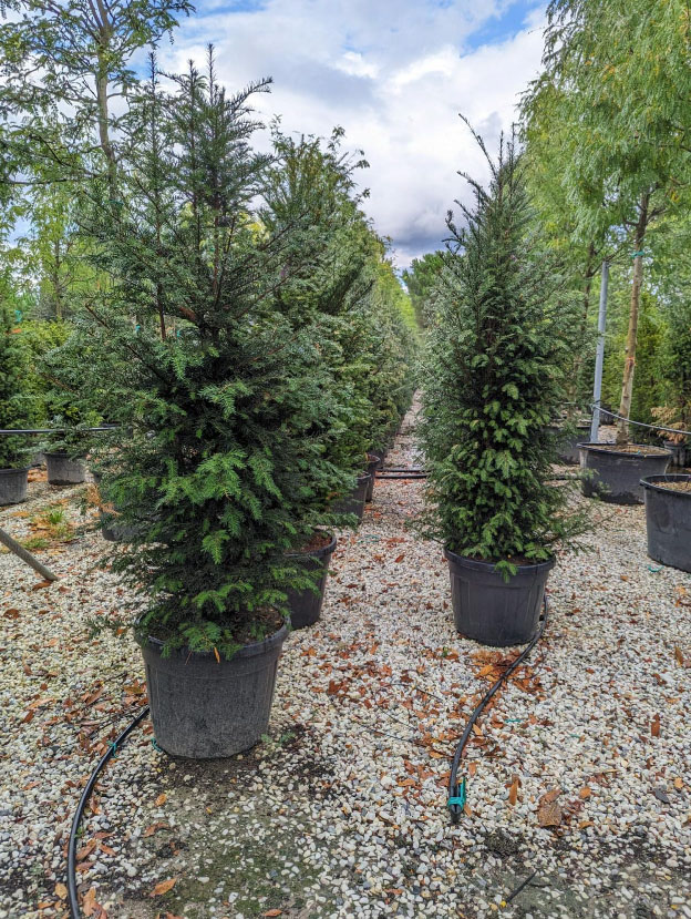 Buy Common Yew Tree (Taxus baccata) online **FREE UK MAINLAND DELIVERY ...