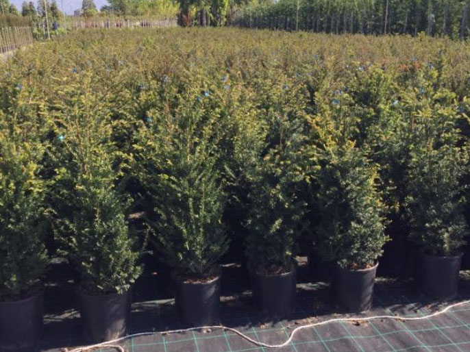 Buy Common Yew Tree (Taxus baccata) online **FREE UK MAINLAND DELIVERY ...
