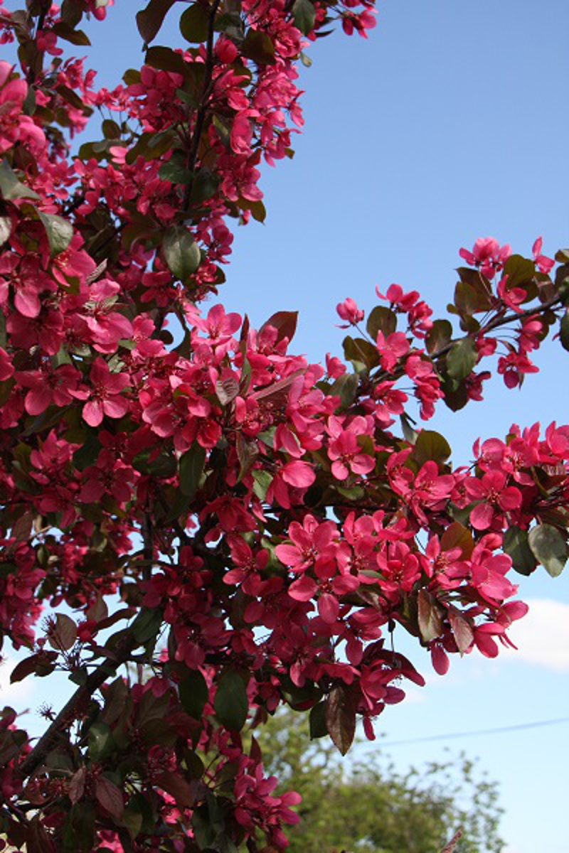 Buy Bare Root Crab Apple Scarlett Tree Online FREE DELIVERY + FREE 3 ...