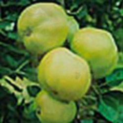 Buy Malus domestica Grenadier apple tree online FREE UK DELIVERY + FREE ...
