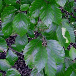 Buy Common or Green Beech tree online FREE UK DELIVERY + FREE LIMITED ...