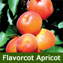 Apricot Trees For Sale | Buy Apricot Fruit Trees Online