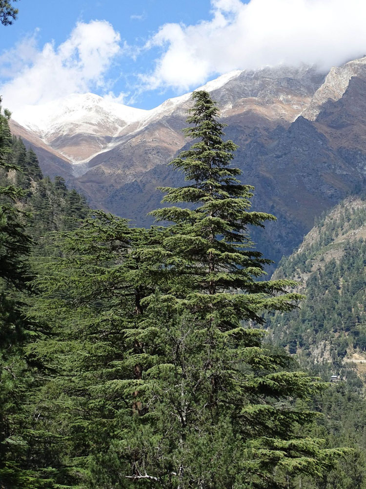 Buy cell grown Cedrus Deodara Cedar Tree