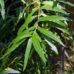 Buy Osier Willow (Salix viminalis) online. FREE DELIVERY