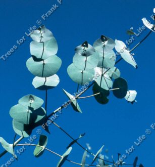 Ornamental garden Gum Trees to buy as a tree gift from UK tree supplier