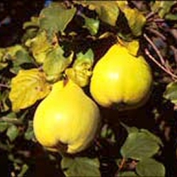 Quince Trees For Sale | Buy fruit trees online