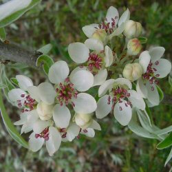 Buy Weeping Pear tree online FREE UK DELIVERY + FREE LIMITED TREE WARRANTY